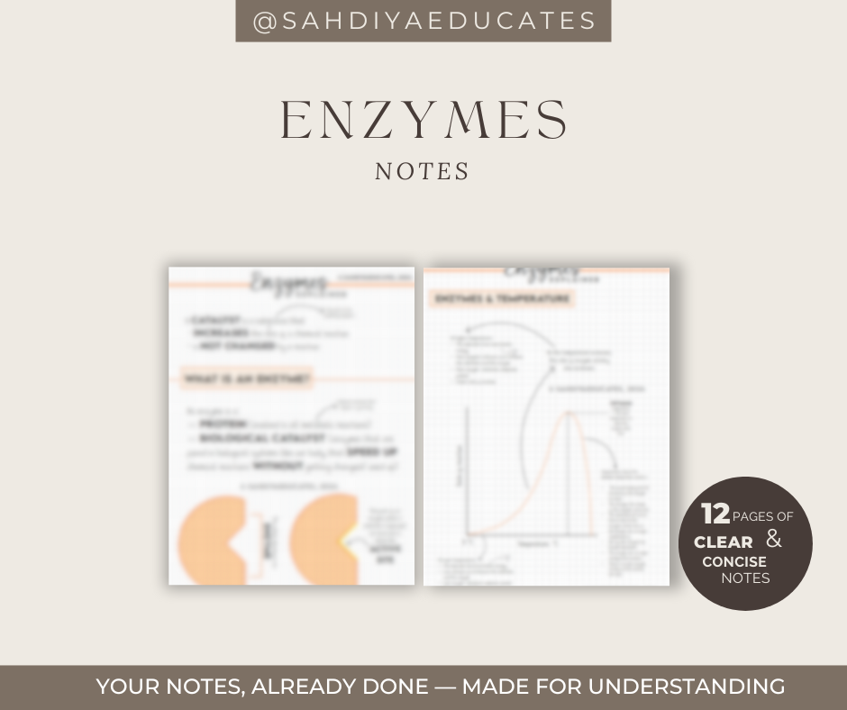 Digital file- Notes: Enzymes – Sahdiya Educates | Sews